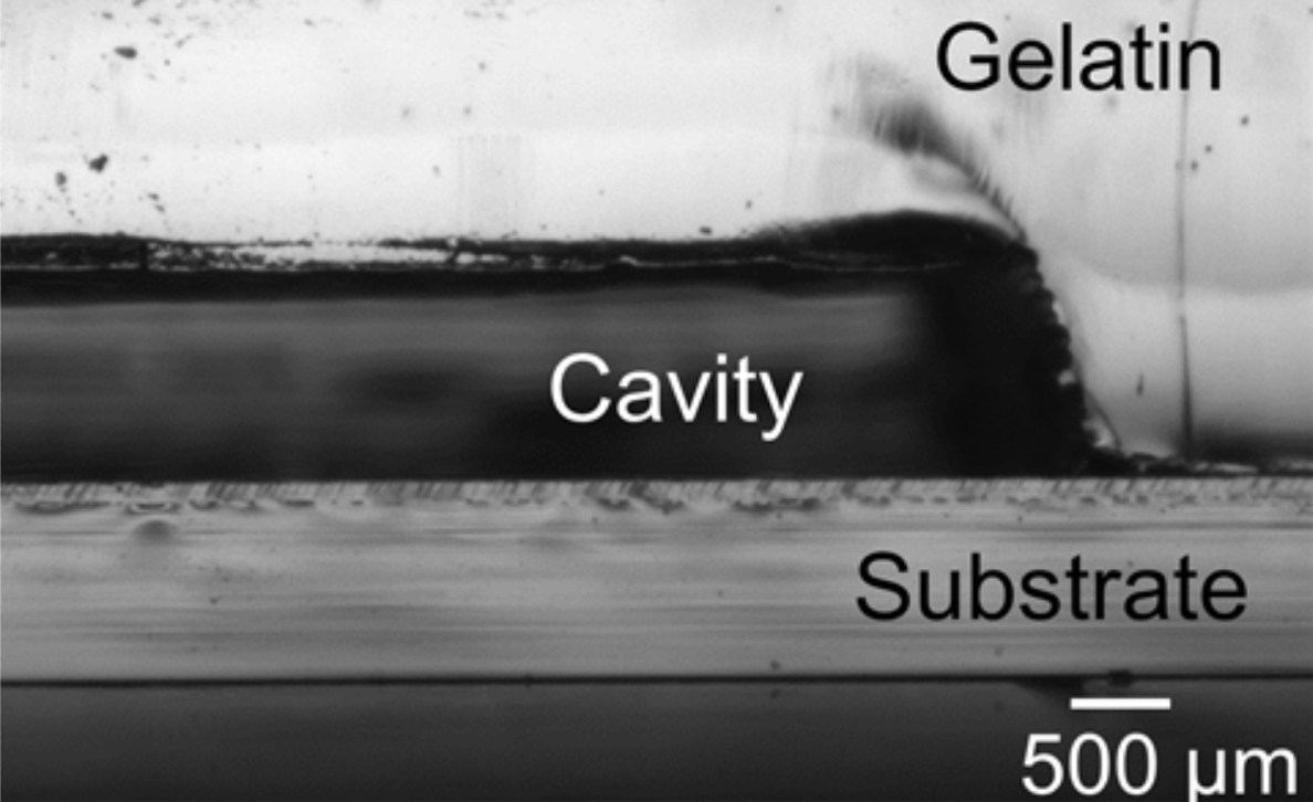 Robofood – The new science and technology of edible robots and robotic ...