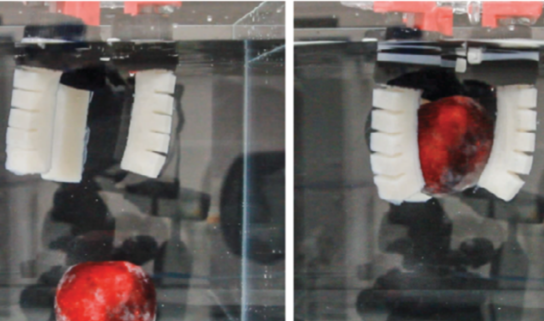 Robofood – The new science and technology of edible robots and robotic ...