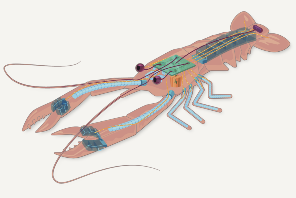 Robofood – The new science and technology of edible robots and robotic ...